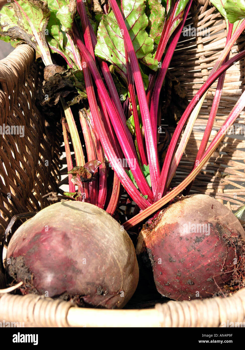two beetroot Beta vulgaris variety boltardy Stock Photo - Alamy