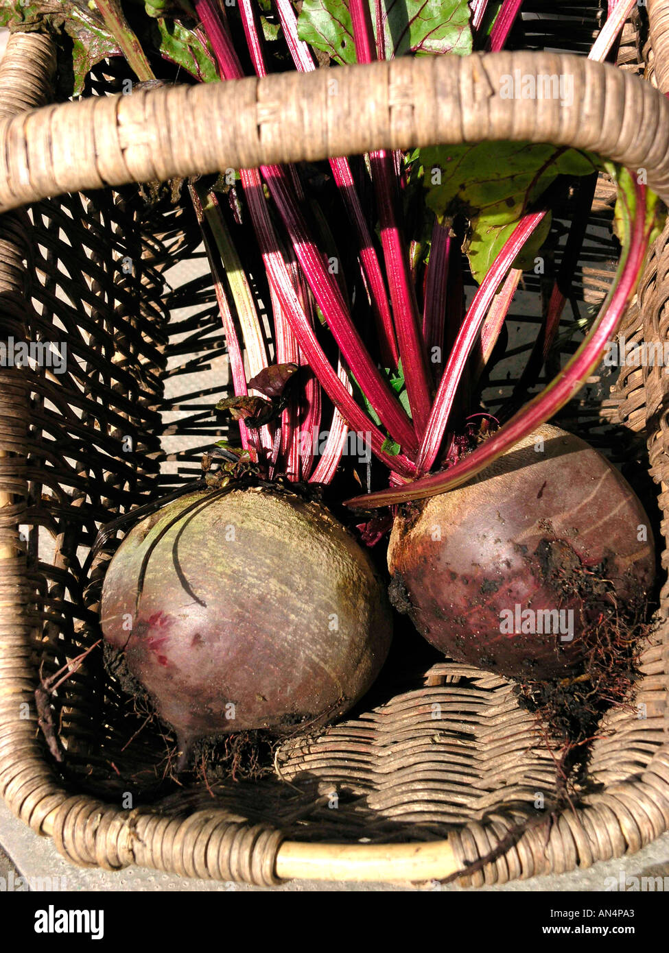 two beetroot Beta vulgaris variety boltardy Stock Photo - Alamy