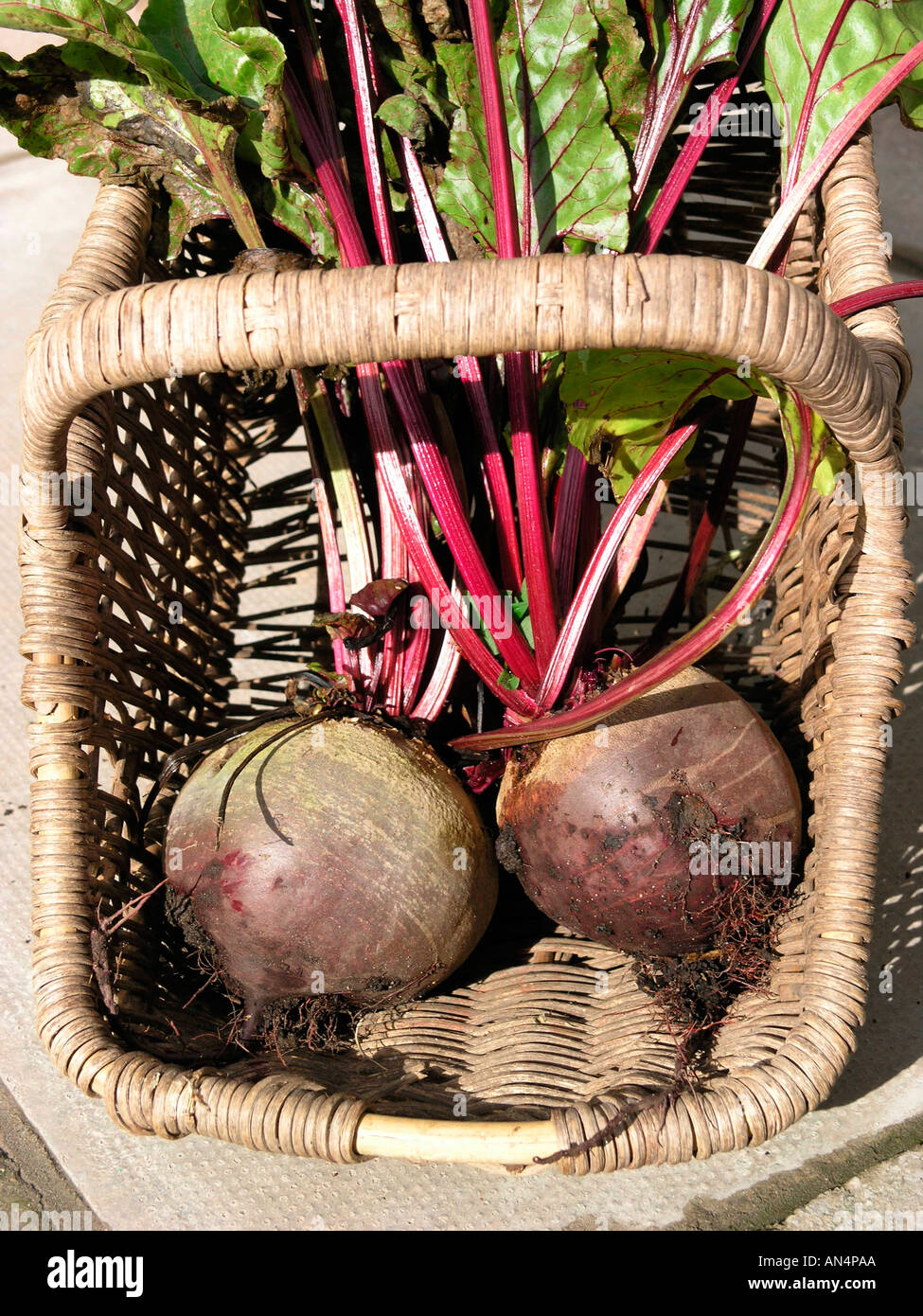 two beetroot Beta vulgaris variety boltardy Stock Photo - Alamy