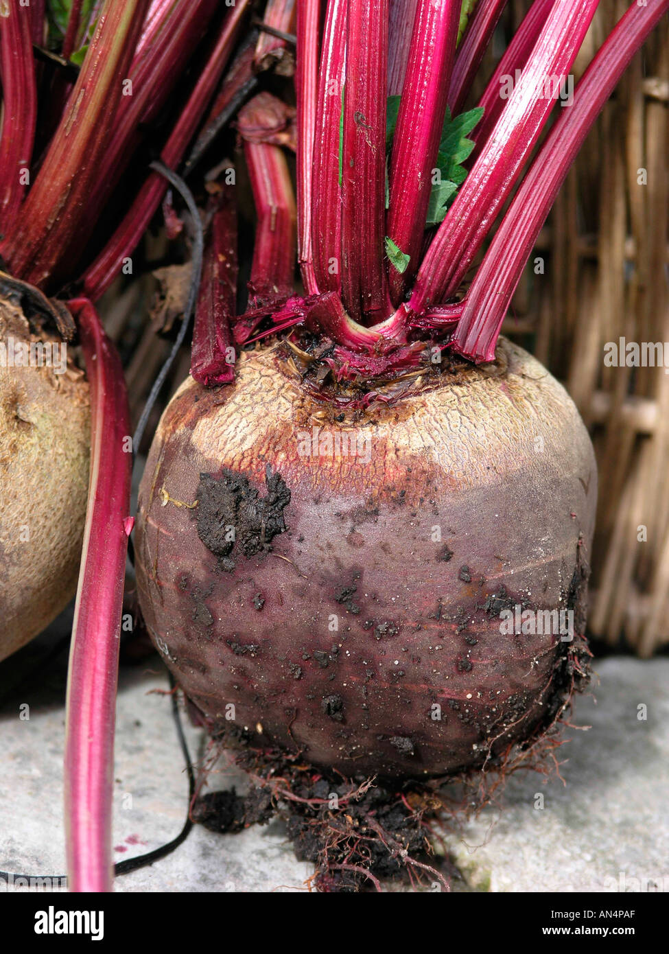 beetroot Beta vulgaris variety boltardy Stock Photo - Alamy