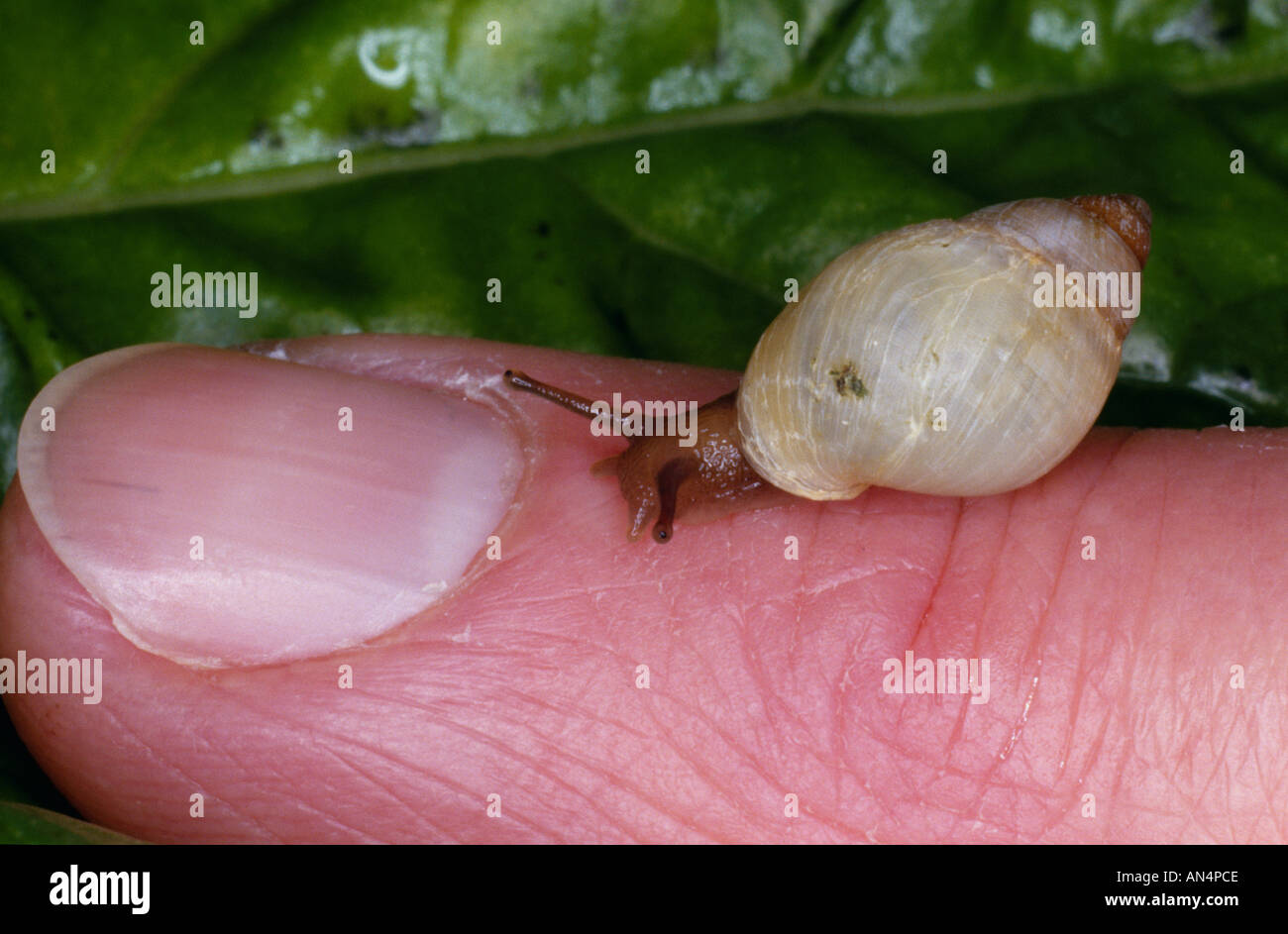 Partula hi-res stock photography and images - Alamy