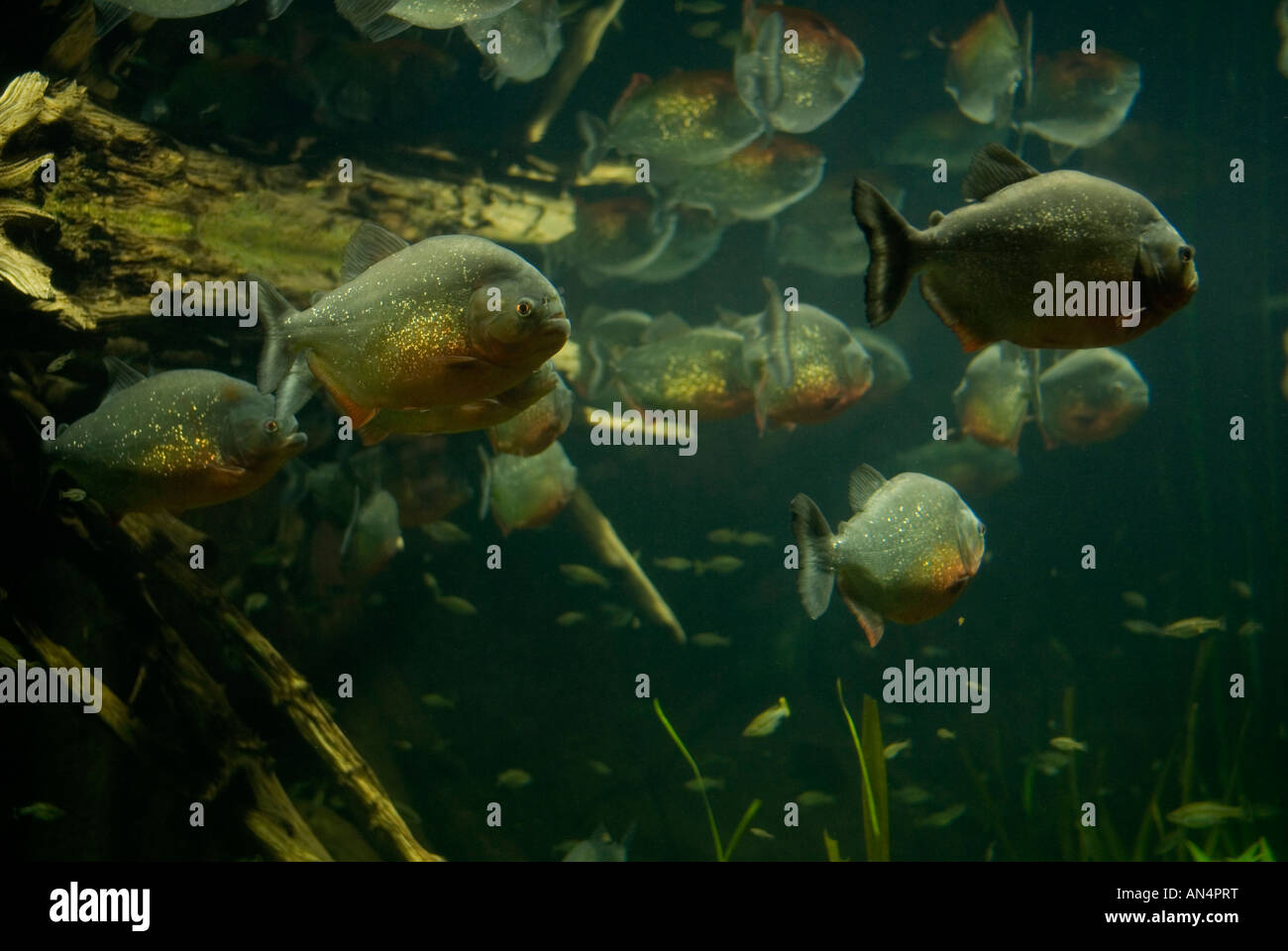 Red-bellied piranha shoal fish Stock Photo - Alamy