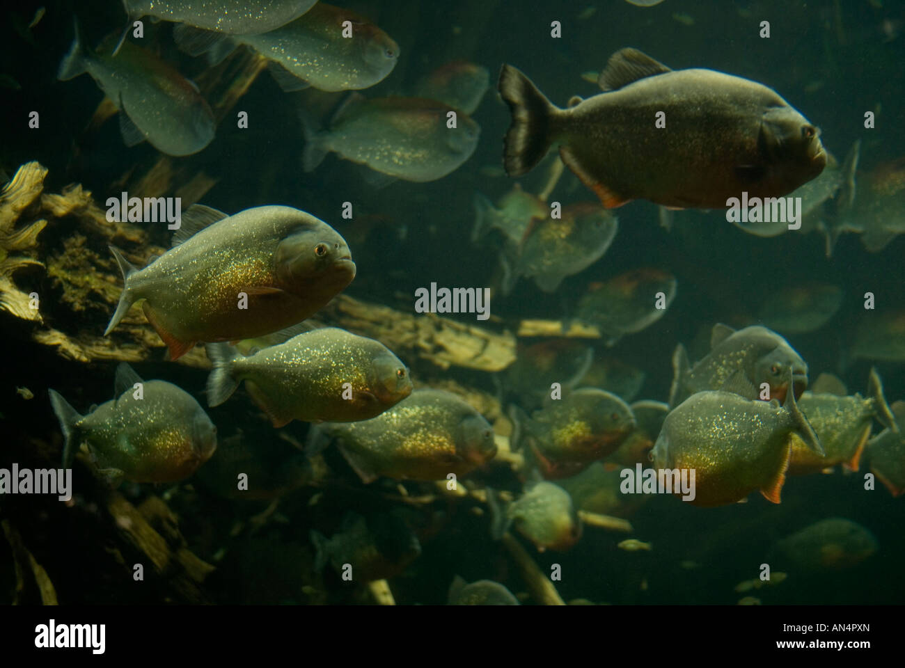 Red-bellied piranha shoal fish Stock Photo - Alamy