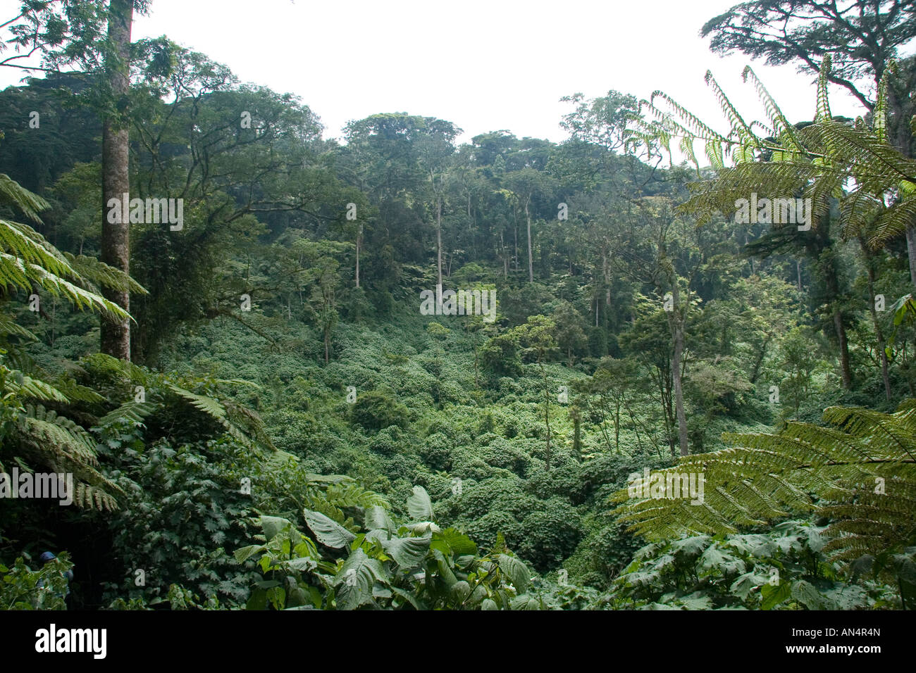Deforestation rainforest erosion hi-res stock photography and images ...