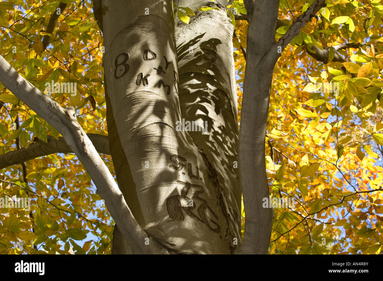 Initials carved tree carving hi-res stock photography and images - Alamy
