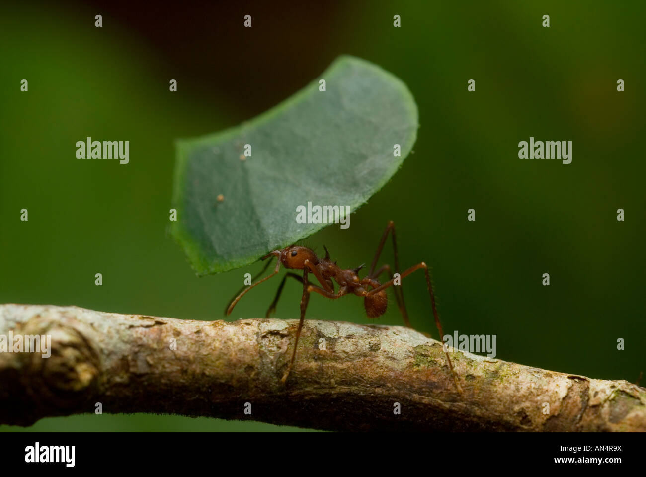 LEAFCUTTER ANT with leaf Stock Photo - Alamy