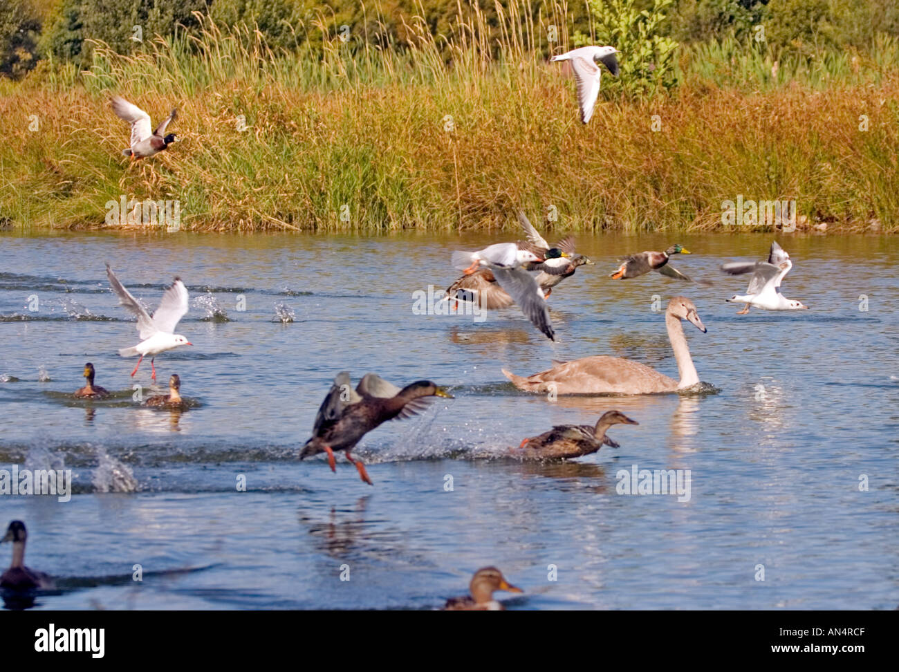 Many different water birds hi-res stock photography and images - Alamy