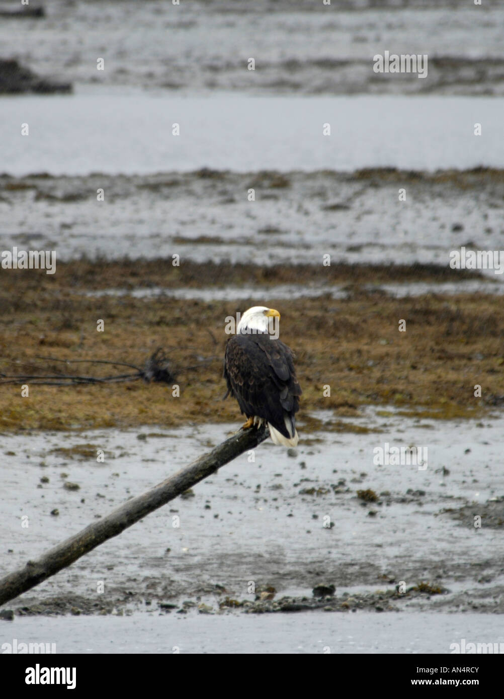 Bald Eagle (Haliaeetus leucocephalus) Symbolic Icon Iconic Fish-eater ...