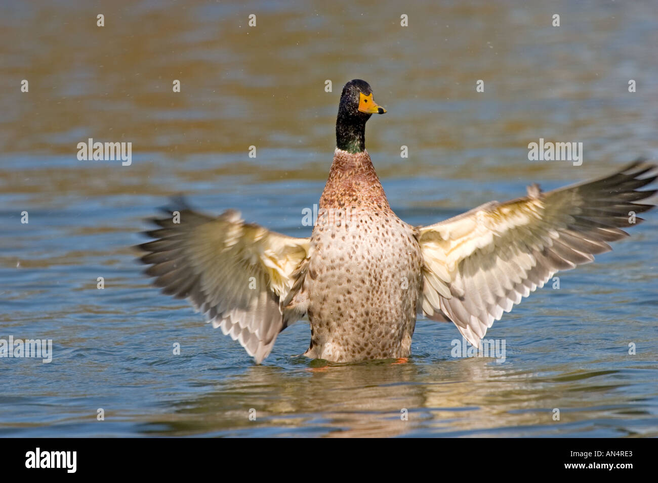 Belly flap hi-res stock photography and images - Alamy
