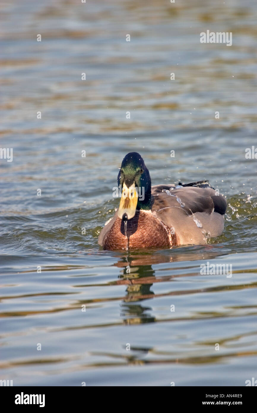 Duck water on a ducks back hi-res stock photography and images - Alamy
