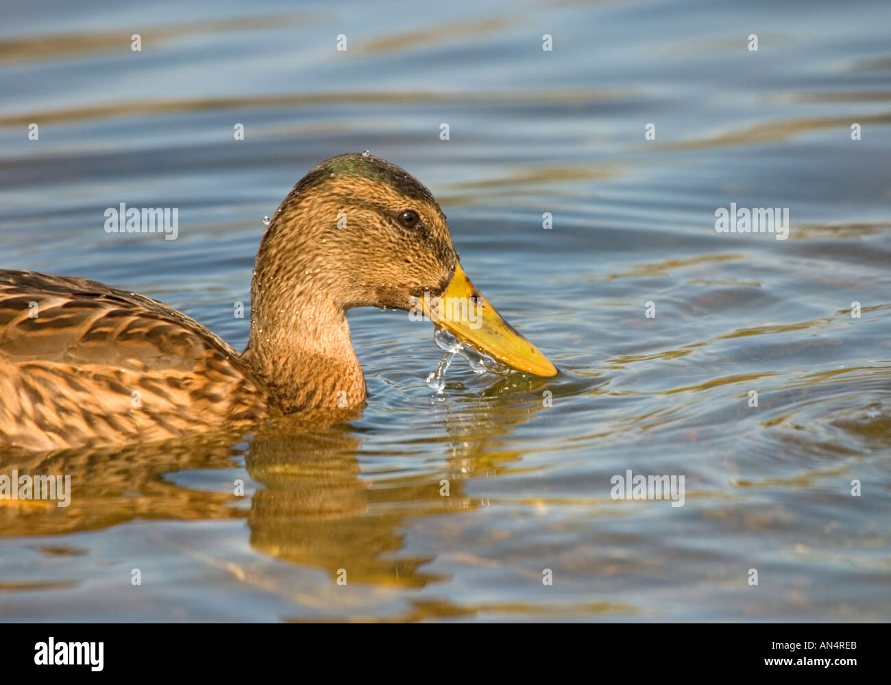 Mallard duck drinking water on hi-res stock photography and images - Alamy