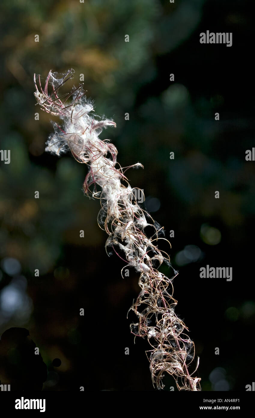Single flower willow herb hi-res stock photography and images - Alamy