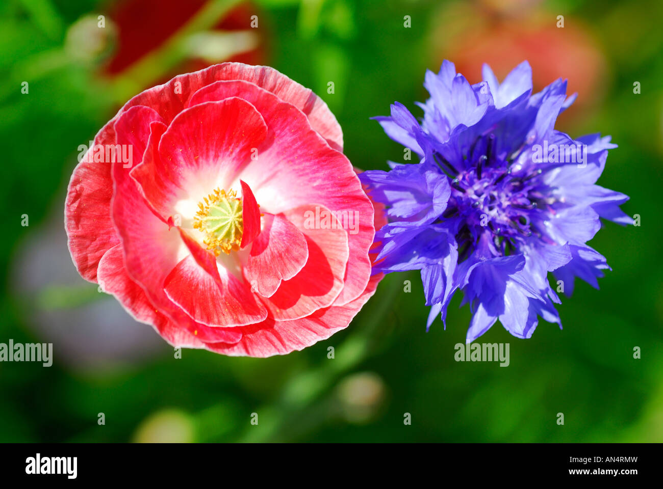 Blue cornflower poppy field hi-res stock photography and images - Alamy