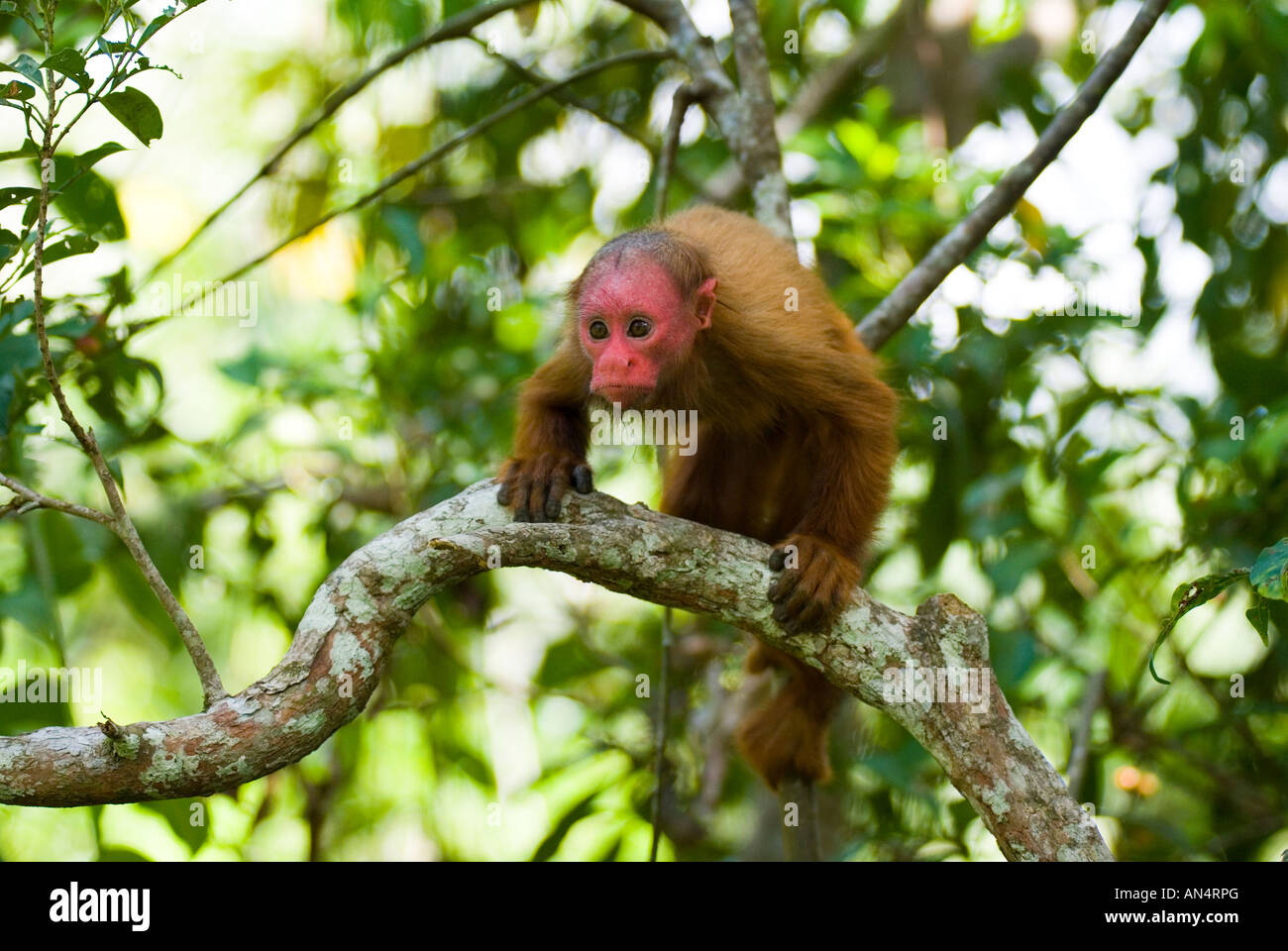 Red Uakari Monkey Cacajao calvus ucayalii young Stock Photo - Alamy