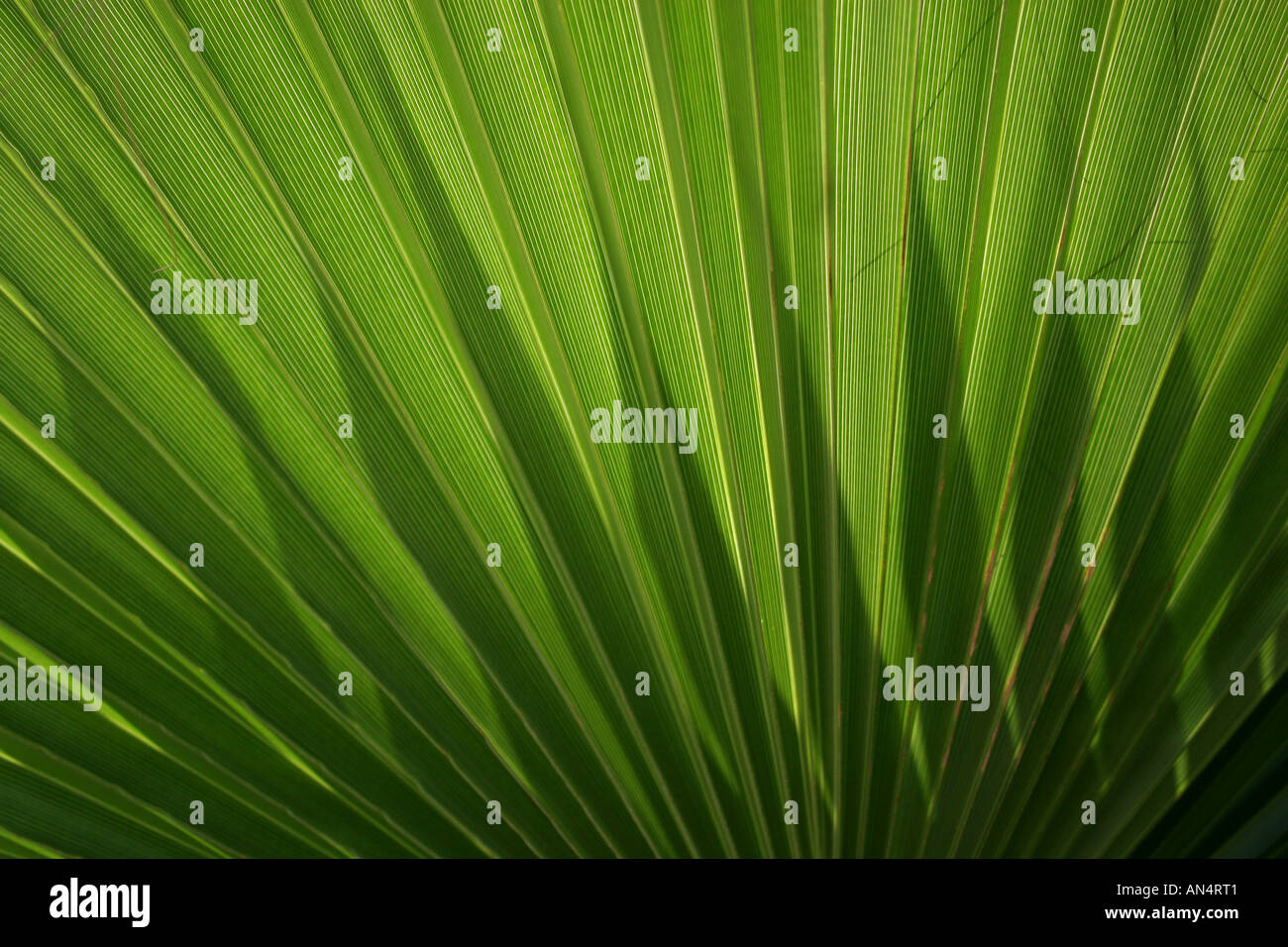 Green leaf pattern, with fan shape and points Stock Photo - Alamy