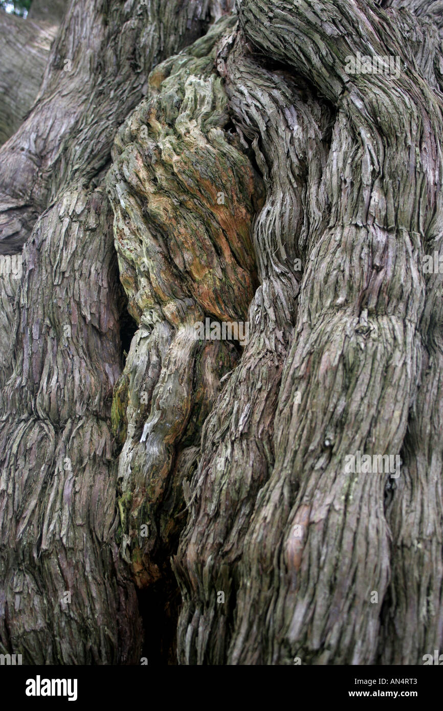Rough weathered wood flowing from top to bottom with the remains of a ...