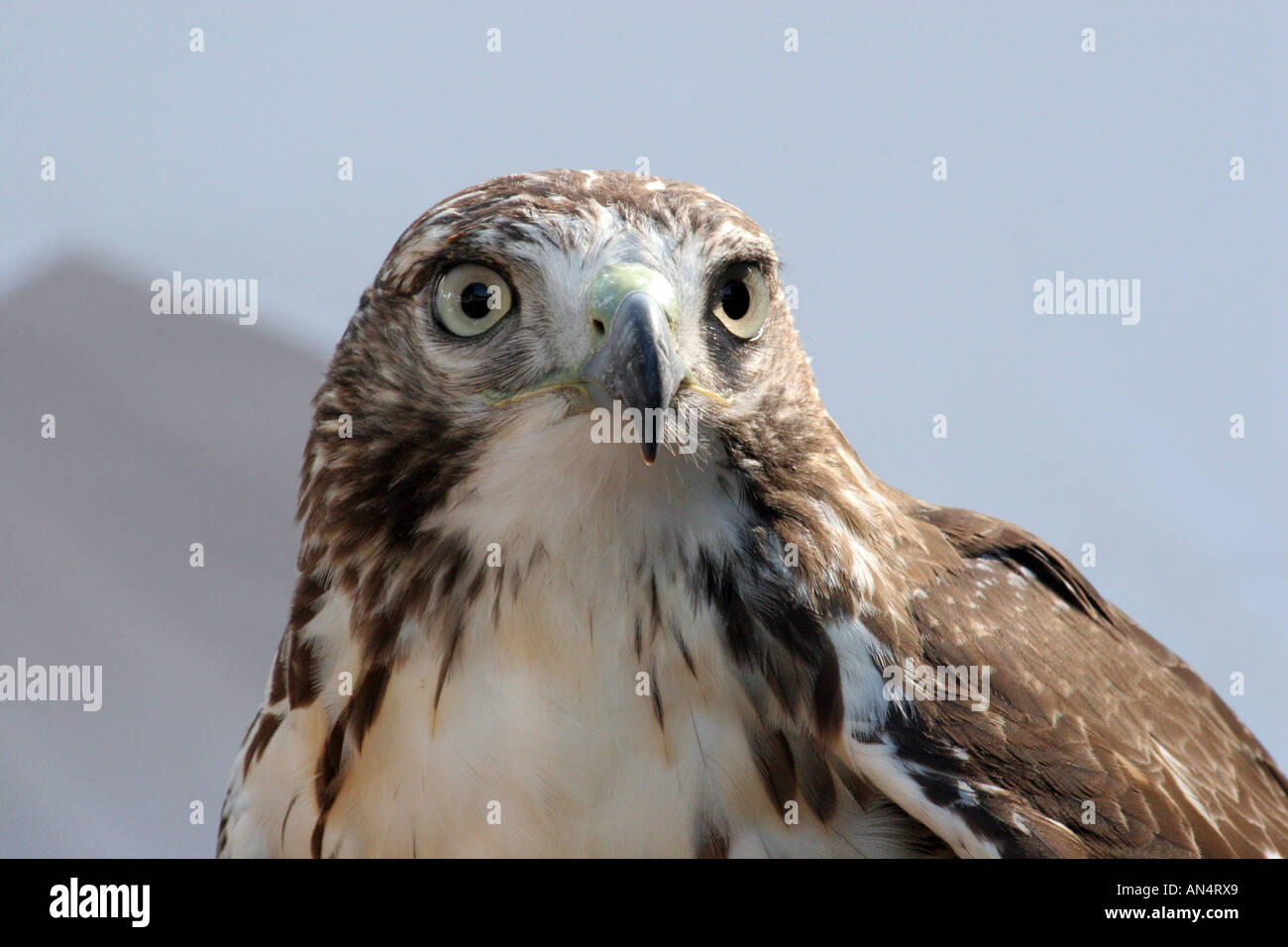 Bird with fixed gaze hi-res stock photography and images - Alamy