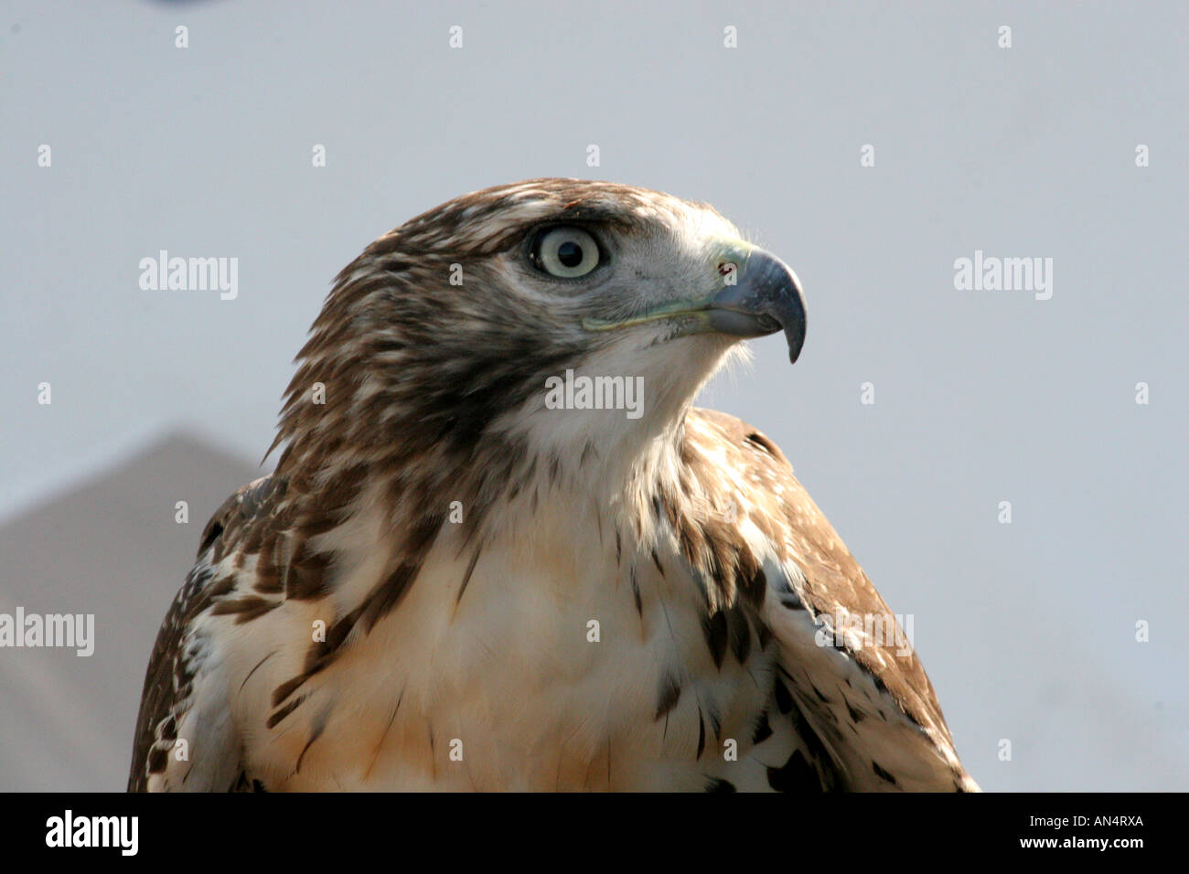 Hawk looking right with fixed gaze against a light blue background ...