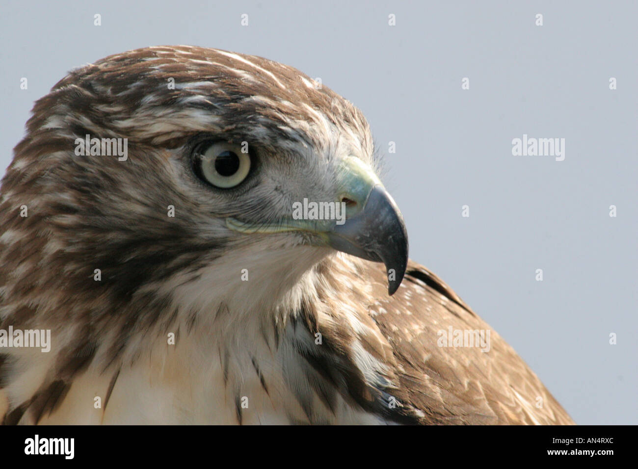 Hawk looking right with fixed gaze against a light blue background ...