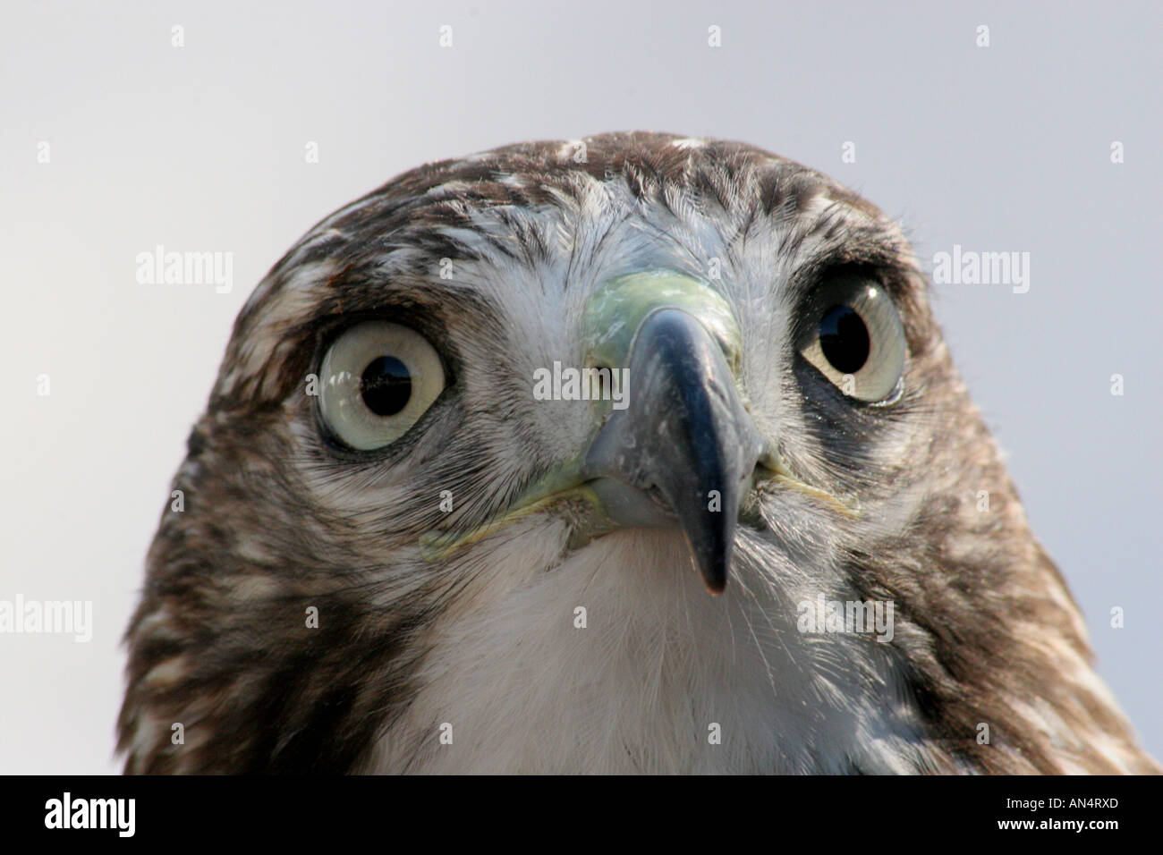 Red tail hawk head looking slightly right with light blue background ...