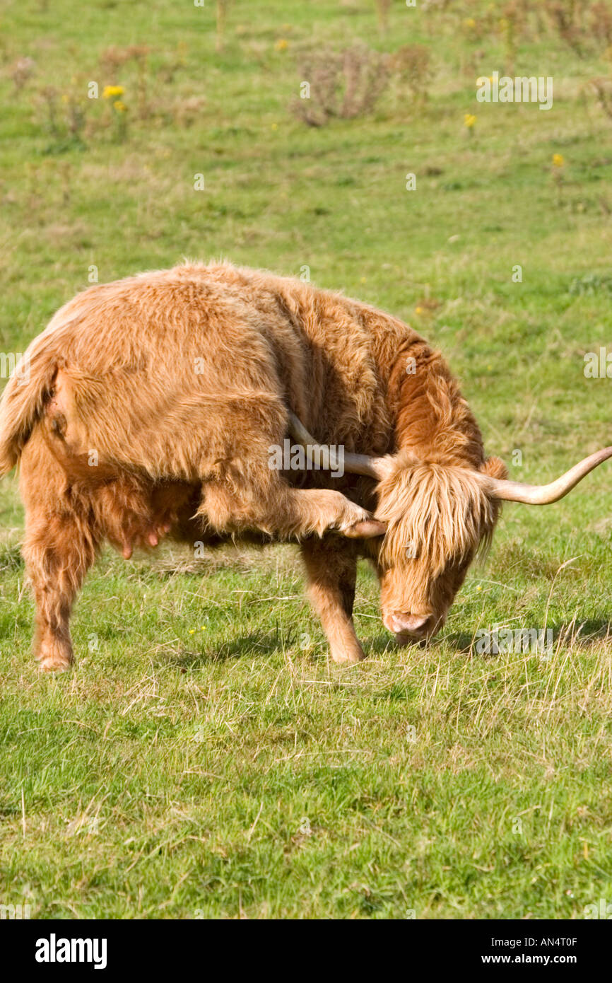 Highland cow scratching head in field in Scotland Stock Photo - Alamy