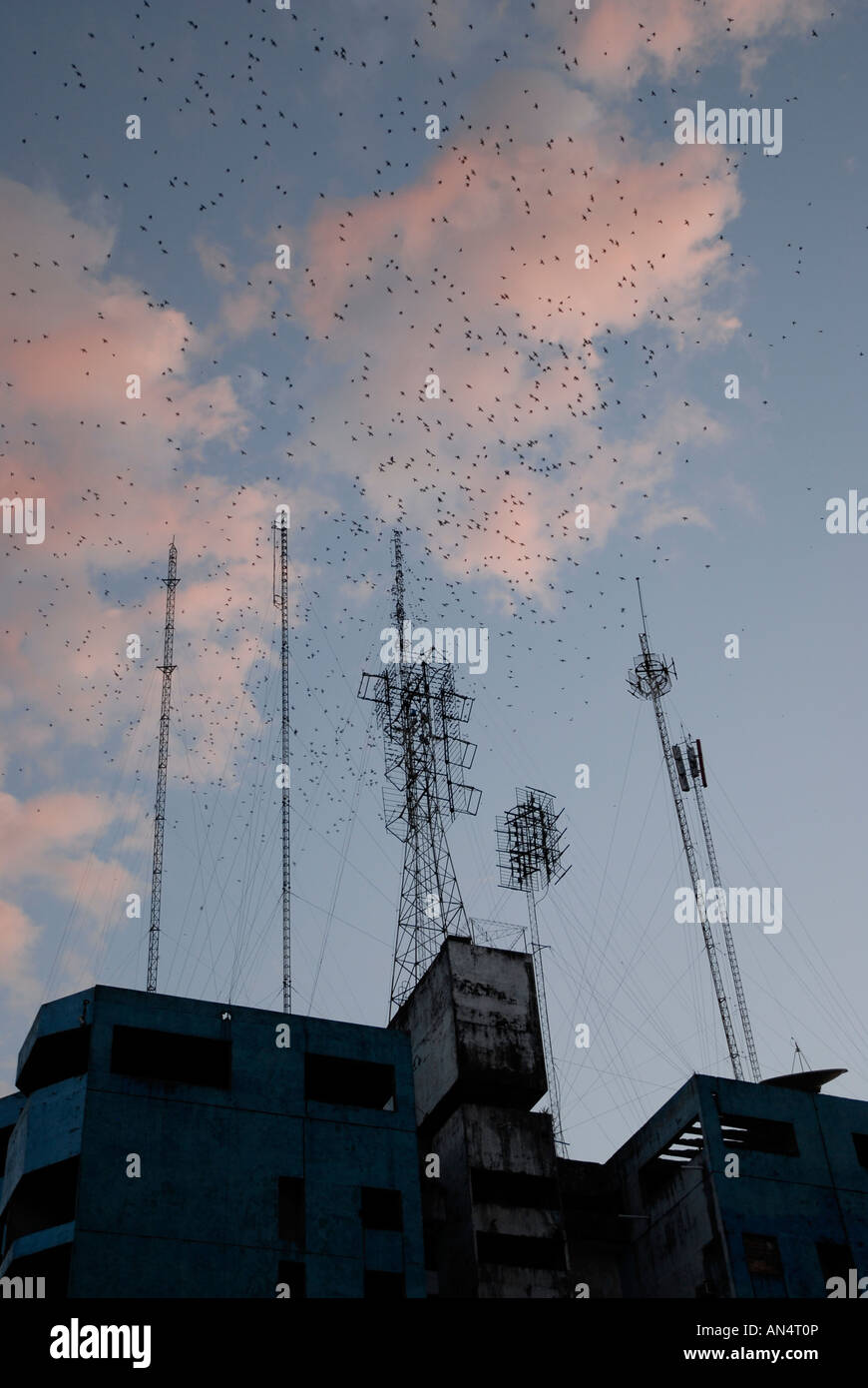Southern Martin (Progne elegans) huge flock forming to roost in the ...