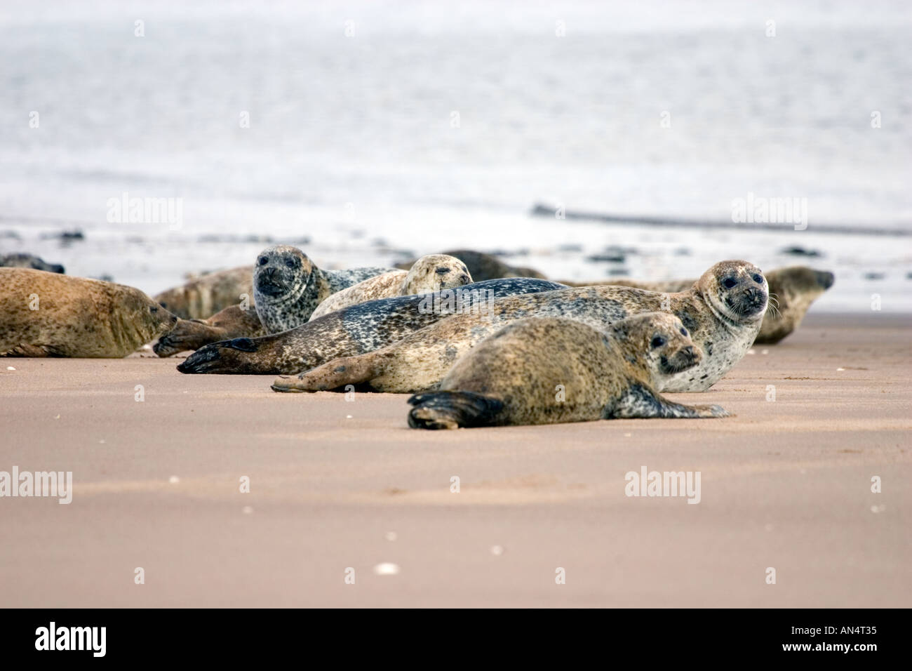 Colony of adult grey seals and adolescent pups on sand at Tentsmuir ...