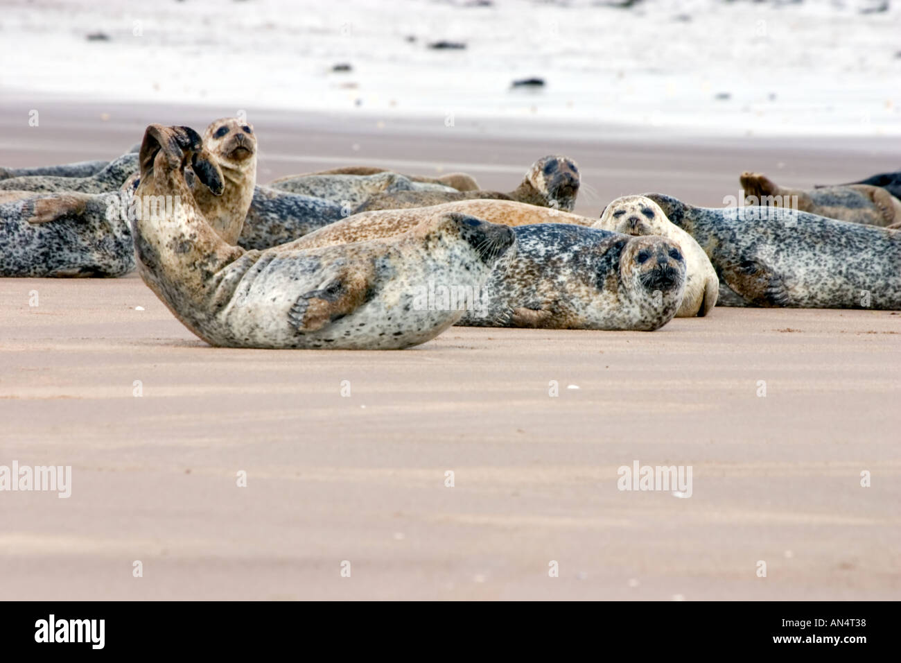 Colony of adult grey seals and adolescent pups on sand at Tentsmuir ...