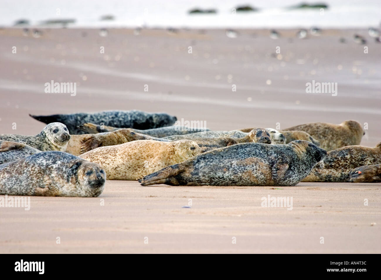 Colony of adult grey seals and adolescent pups on sand at Tentsmuir ...