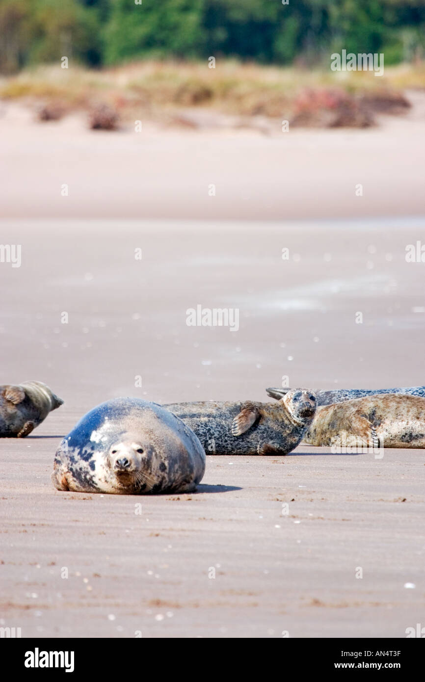 Colony of adult grey seals and adolescent pups on sand at Tentsmuir ...