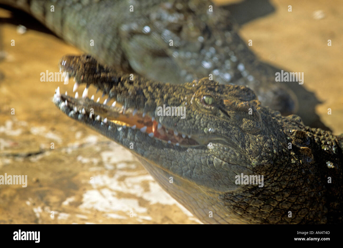 Picture crocodile hi-res stock photography and images - Alamy