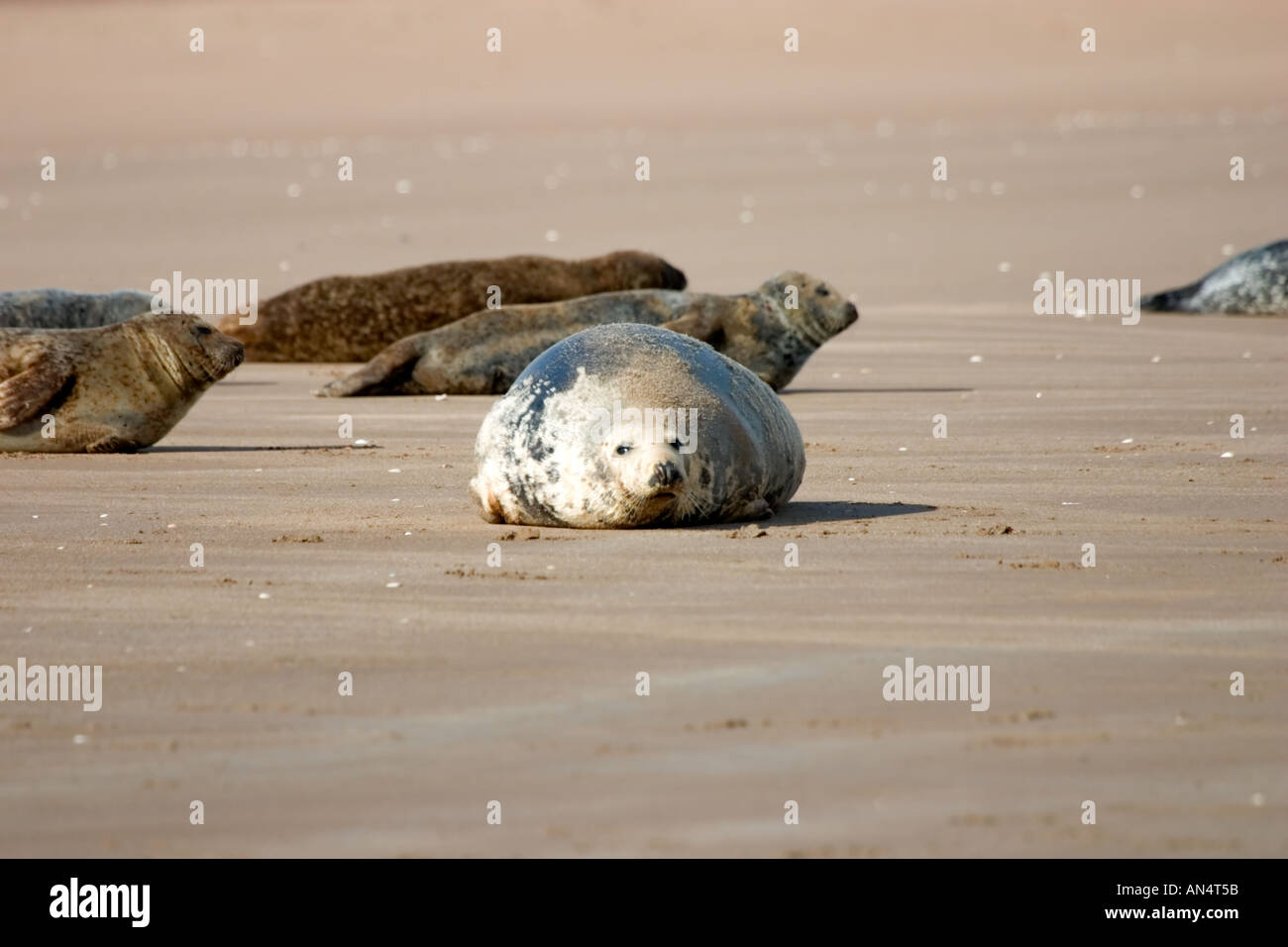 Colony of adult grey seals and adolescent pups on sand at Tentsmuir ...