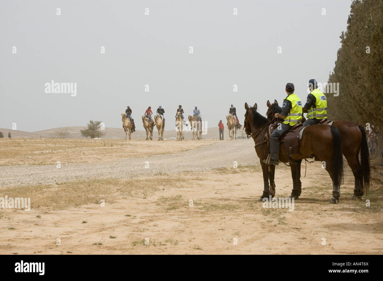 Israel Negev Bedouin Camel racing in the desert Israeli mounted police ...