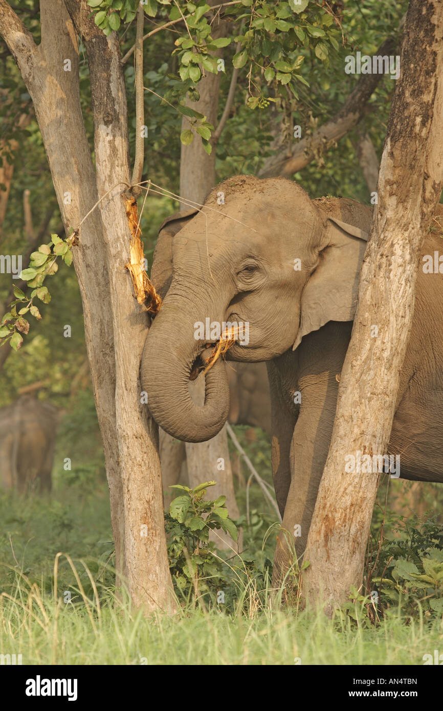 Indian Asian Elephant striping the bark Corbett National Park ...