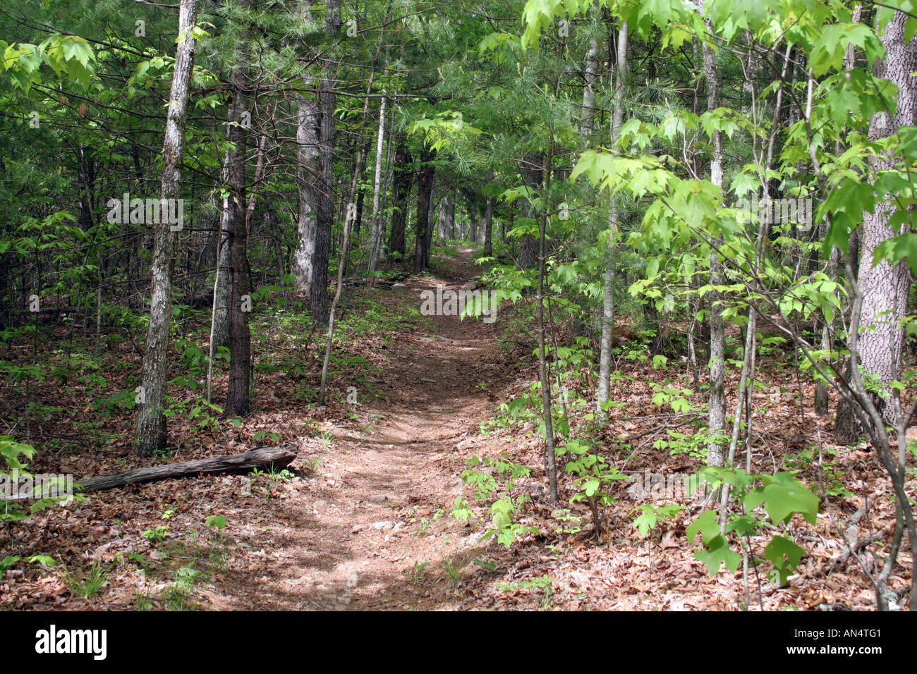 A summer path in a green woods, with all the quiet and solitude for the ...