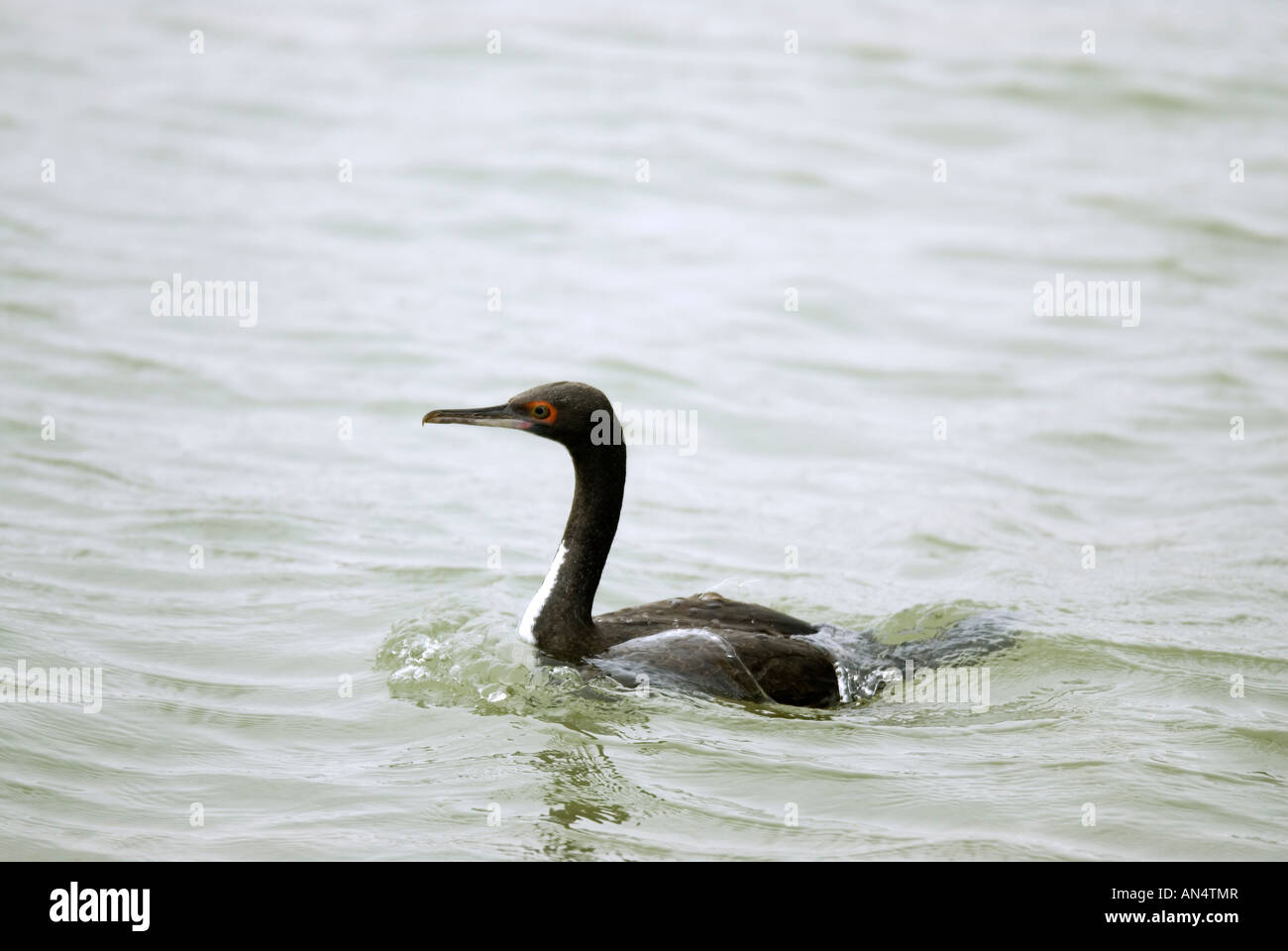 Guanay Cormorant Phalacrocorax bougainvillii on the Peruvian coast ...