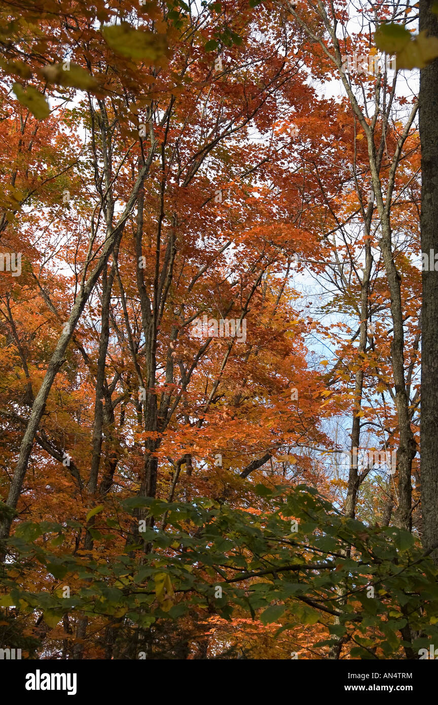 Autumnal fairy of colored maple trees in Quebec country Canada Stock ...