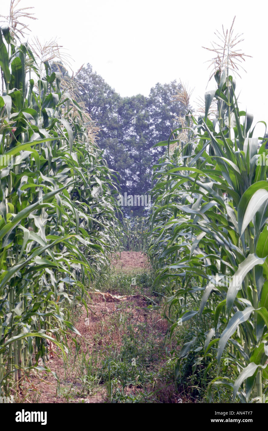 Corn field with rows of corn, with the plowed ground. summer crop Stock ...