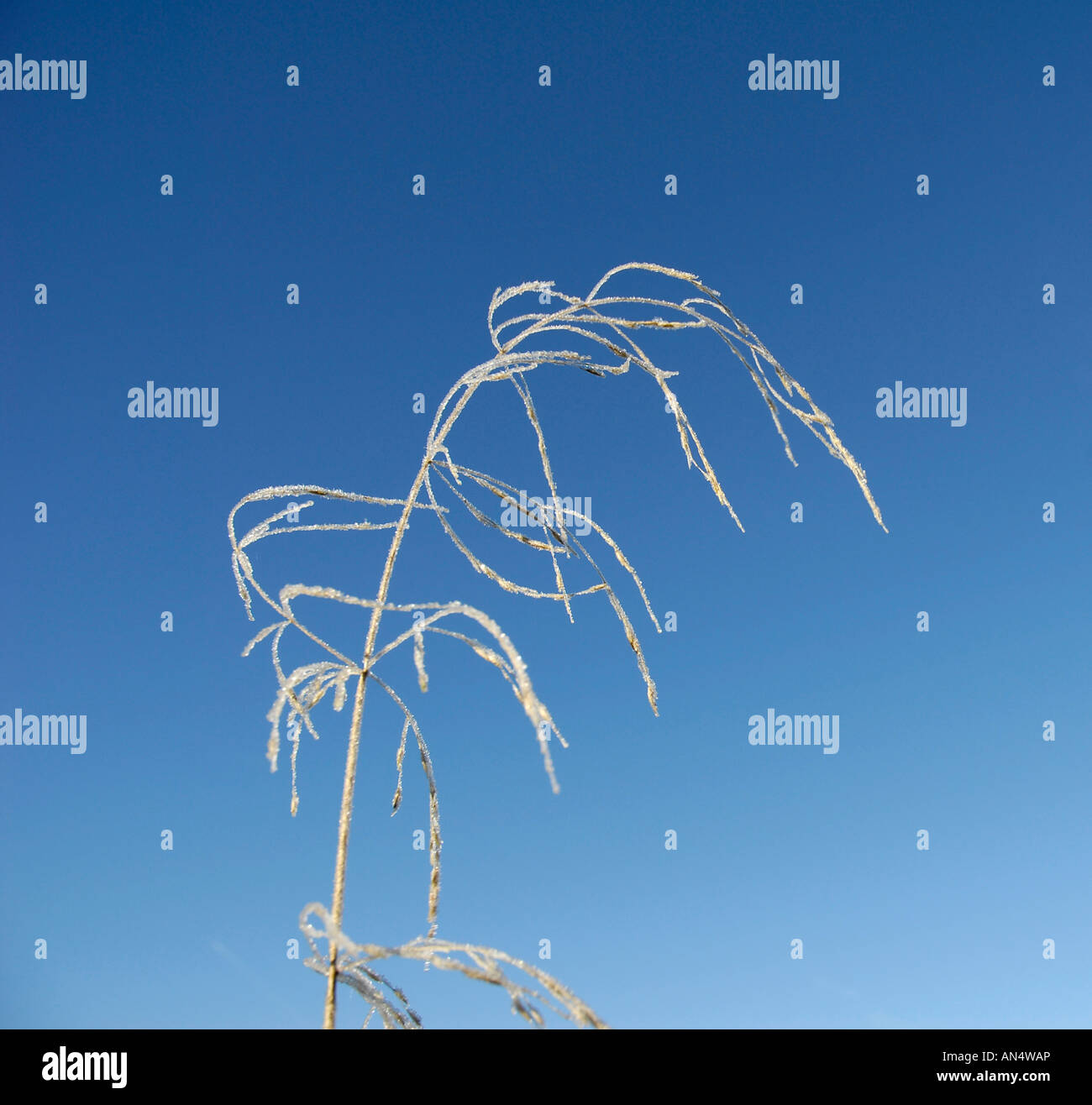 Clear and crisp hi-res stock photography and images - Alamy