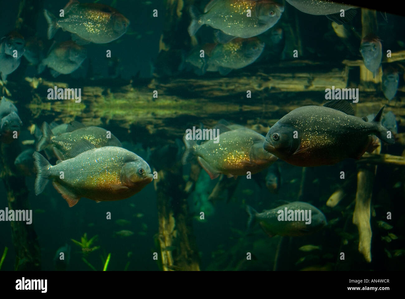 Pirana hi-res stock photography and images - Alamy