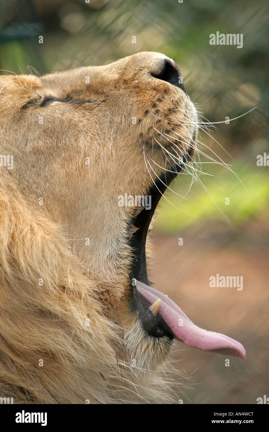 Closeup lion open mouth showing hi-res stock photography and images - Alamy
