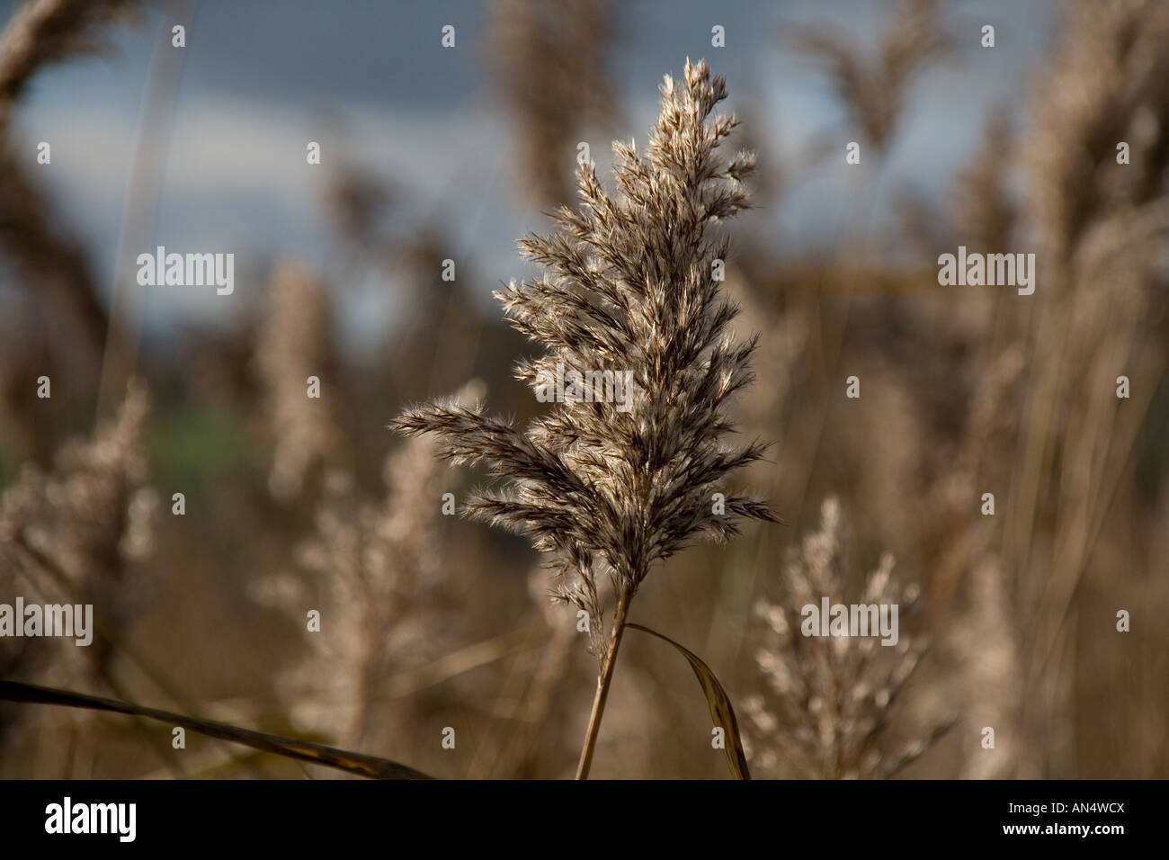 Feather reed head hi-res stock photography and images - Alamy
