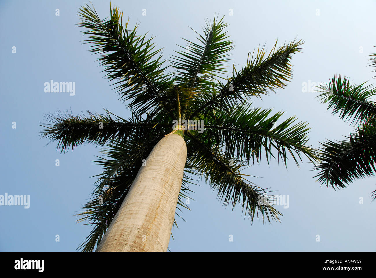 Palm tree in india Stock Photo - Alamy
