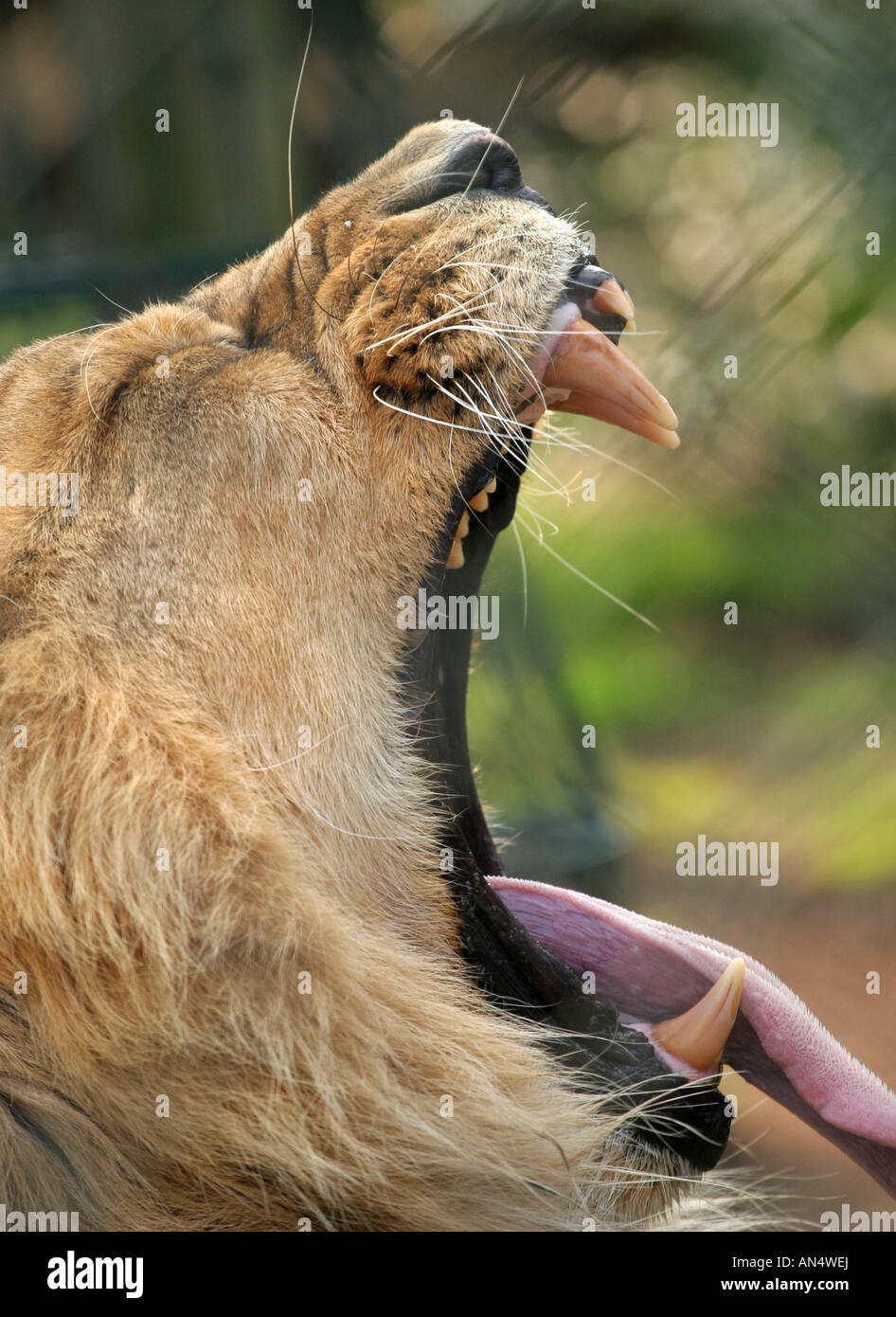 Closeup lion open mouth showing hi-res stock photography and images - Alamy