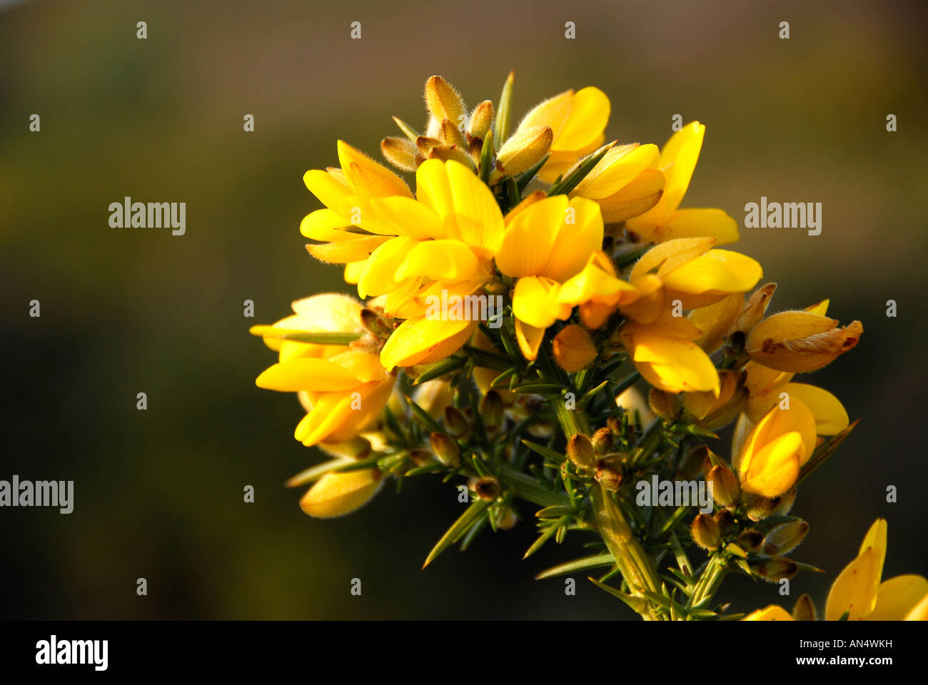 Gorse thorns hi-res stock photography and images - Alamy