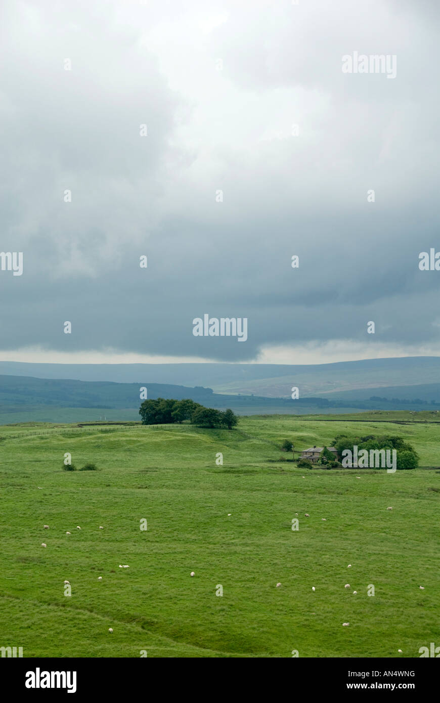 sheep in a Cumbrian field Stock Photo - Alamy