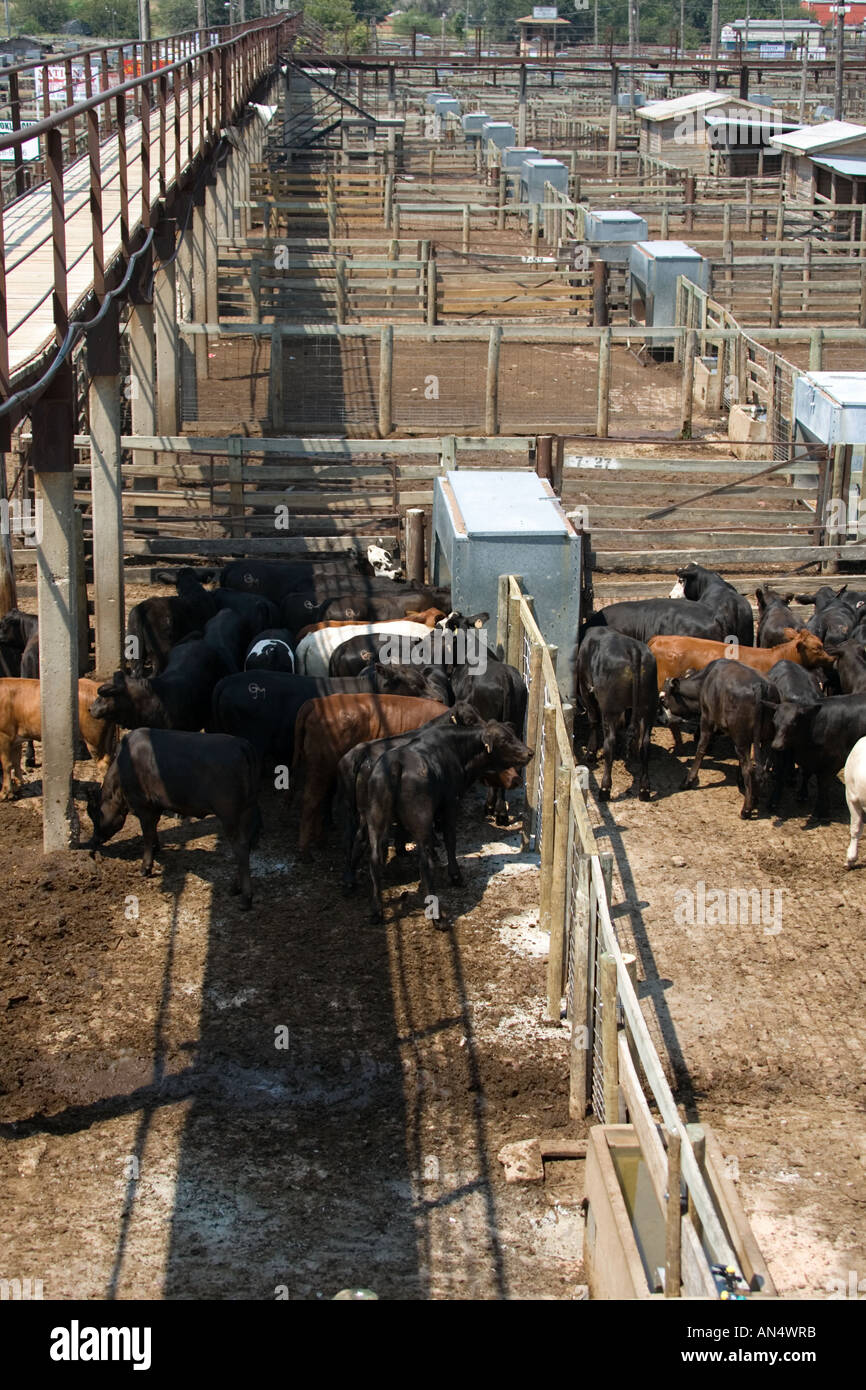 Cattle in the Yard Stock Photo - Alamy
