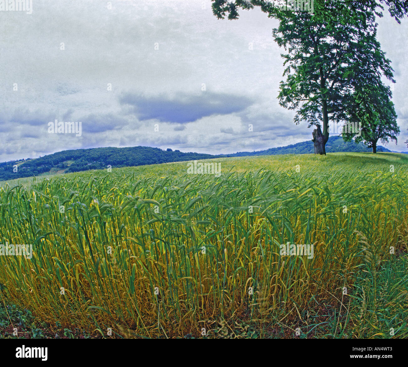 Wheat field in Hertfordshire, England Stock Photo - Alamy