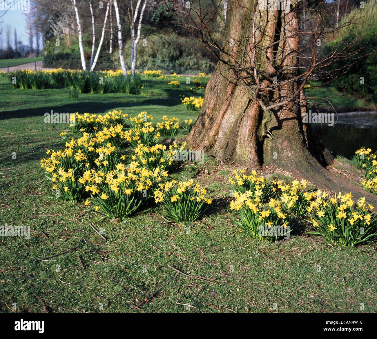 Spring time daffodils at base of a tree in London Stock Photo - Alamy
