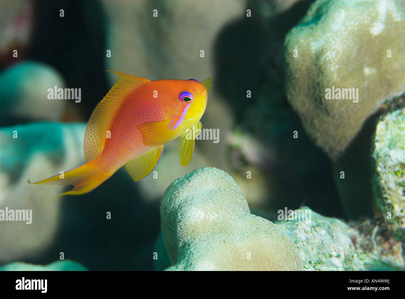 Scalefin anthias Pseudanthias squamipinnis fish closeup Stock Photo - Alamy